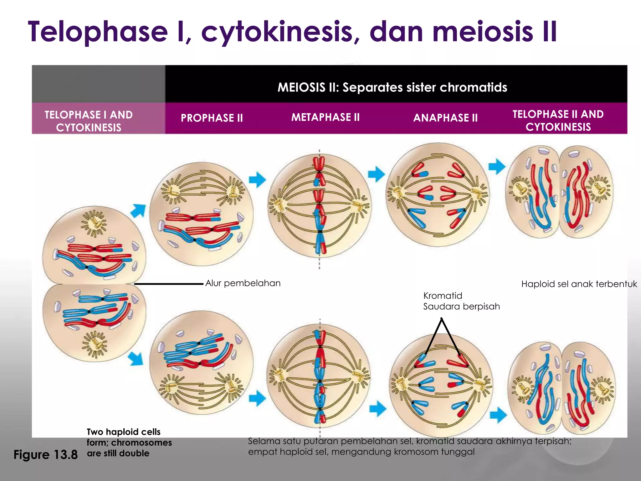 siklus sel (cell cycle) | PPTX