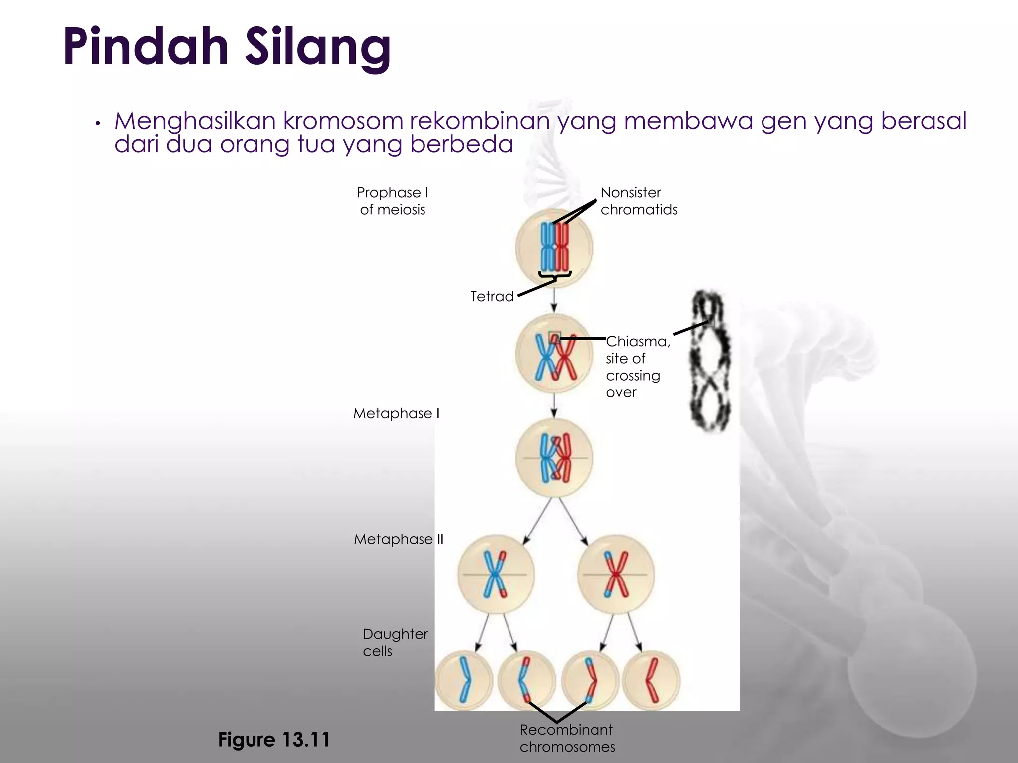 siklus sel (cell cycle) | PPTX