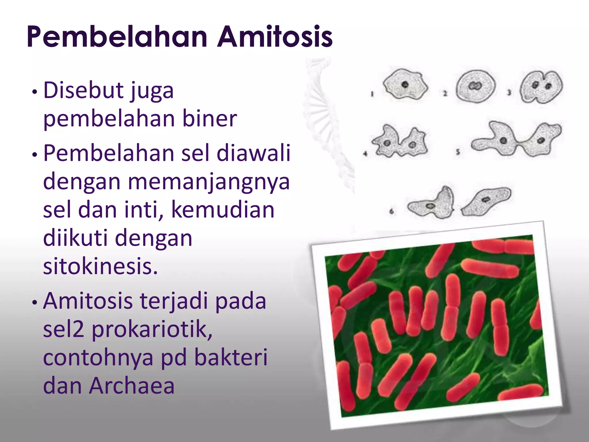 siklus sel (cell cycle) | PPTX