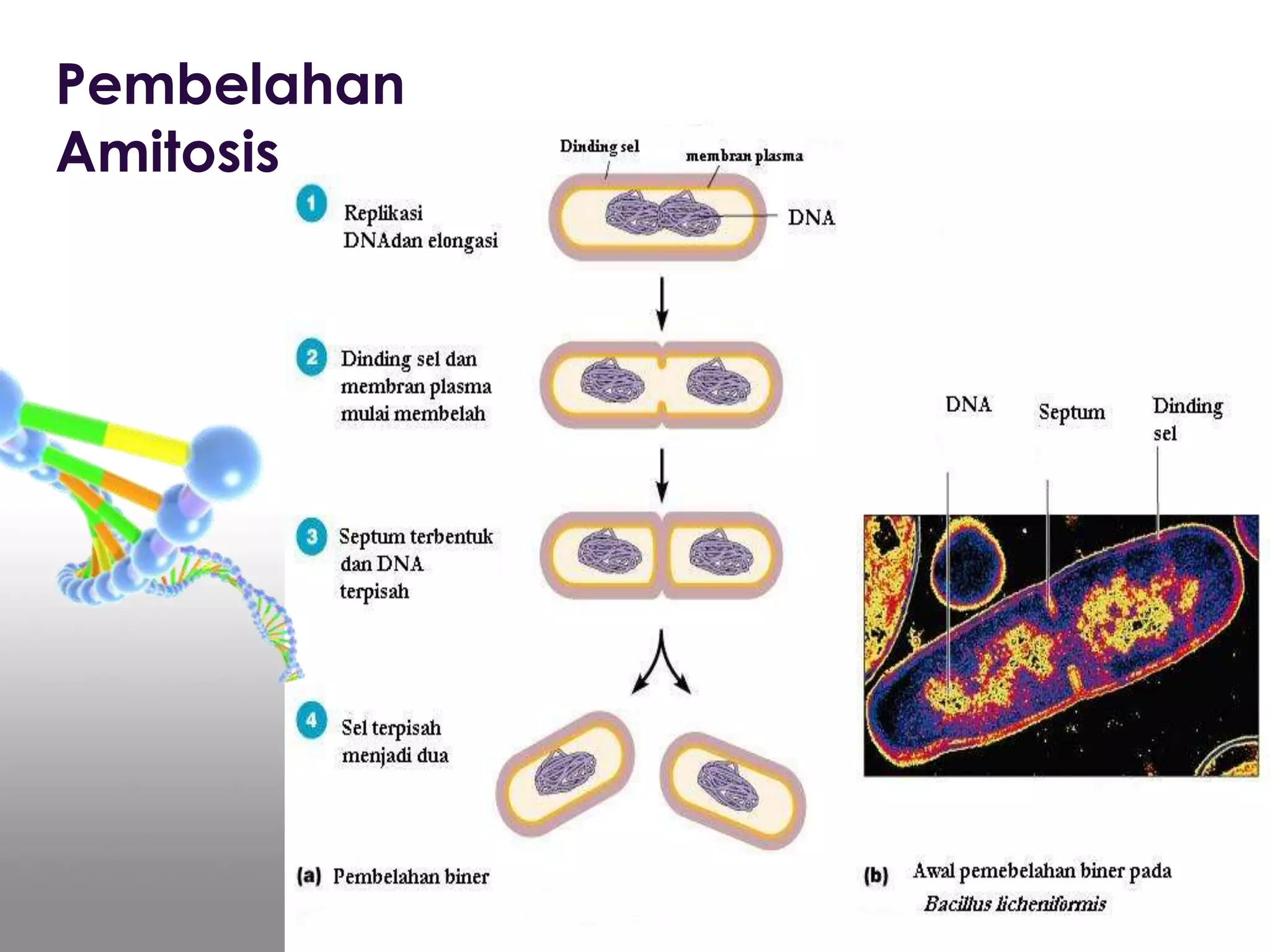 siklus sel (cell cycle) | PPTX