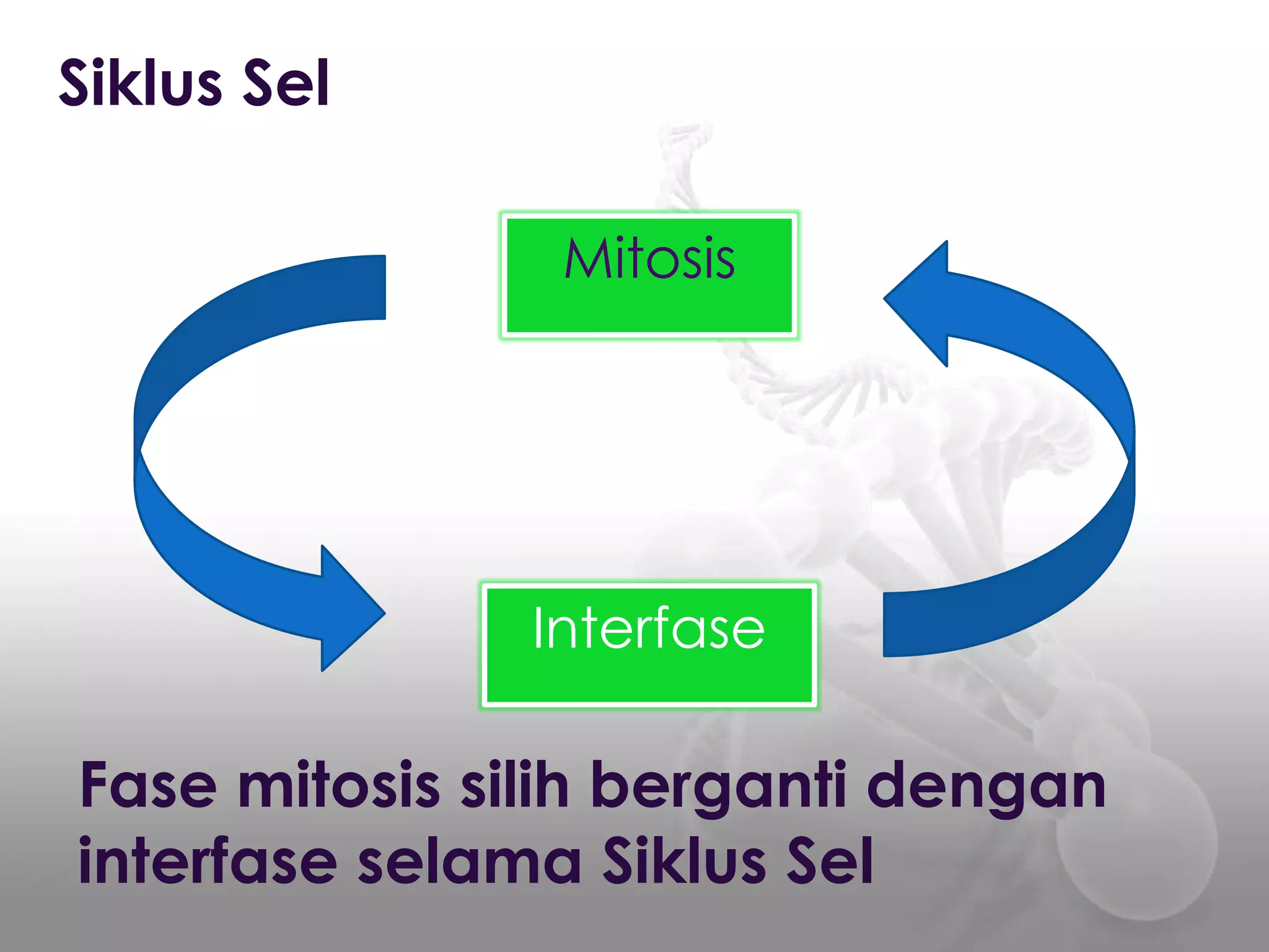 siklus sel (cell cycle) | PPTX