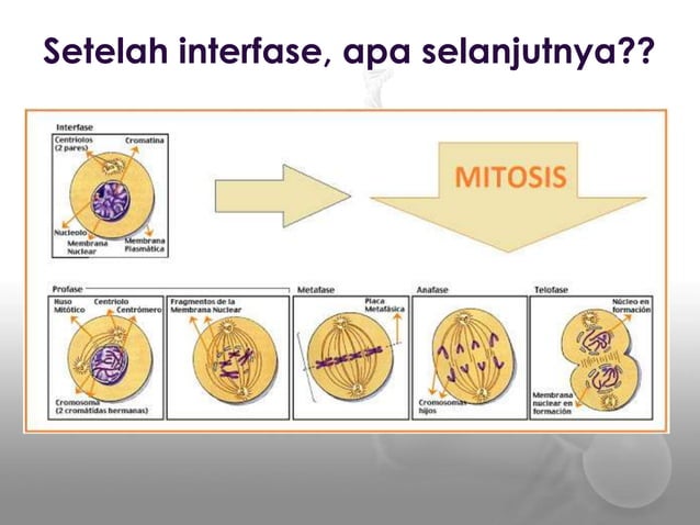 siklus sel (cell cycle) | PPTX