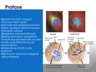 siklus sel (cell cycle) | PPTX