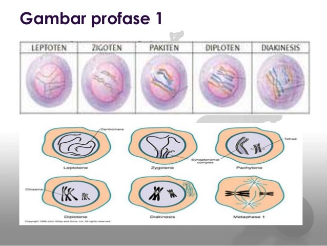 siklus sel (cell cycle)