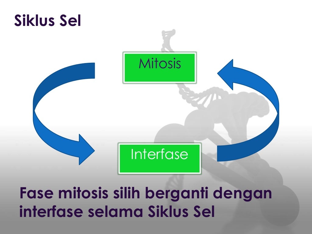 Siklus Sel
