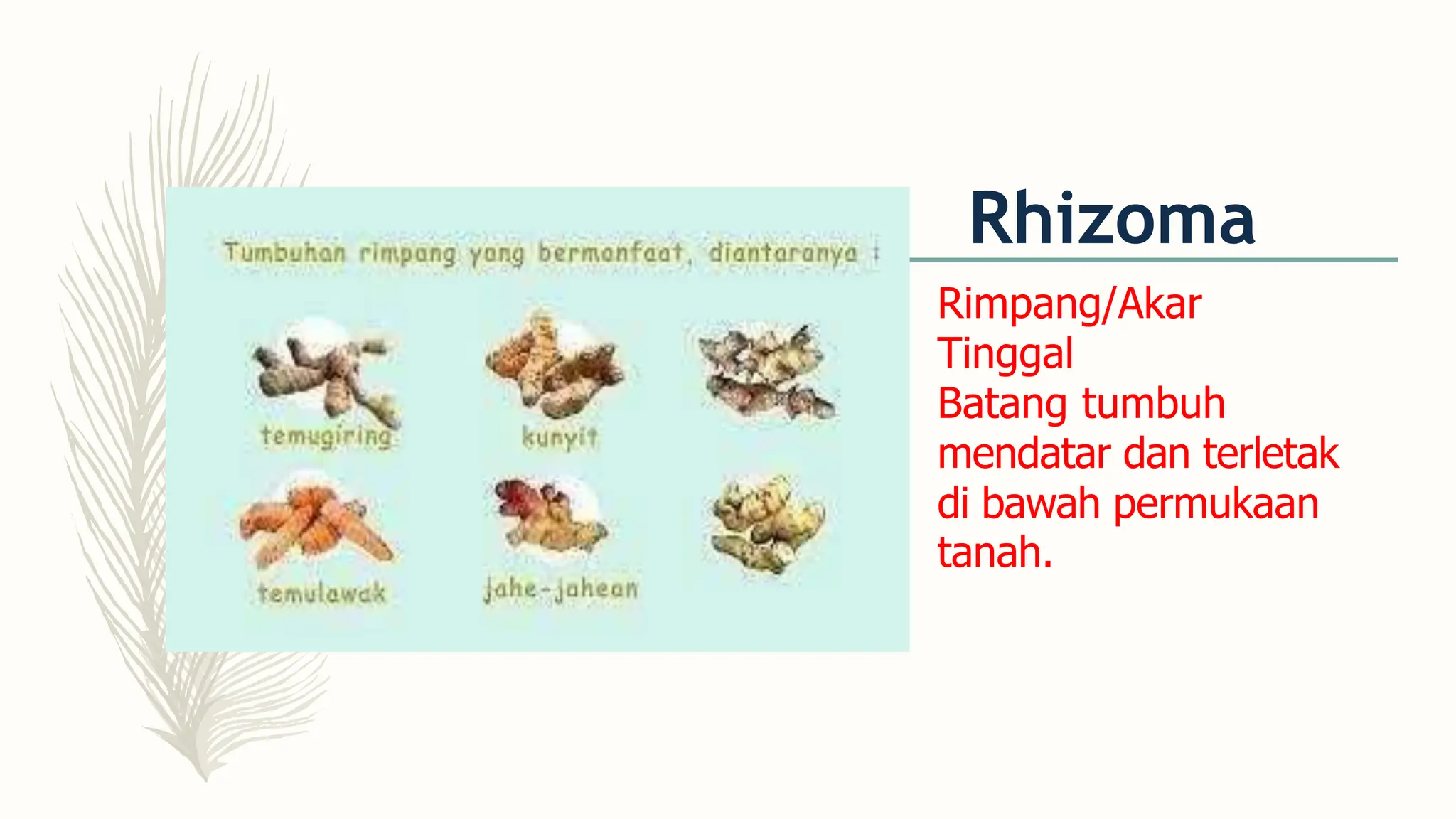 PPT SIMPLISIA_X FARMASI.pptx