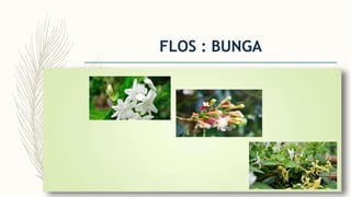 PPT SIMPLISIA_X FARMASI.pptx