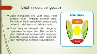 sSistem Indera Manusia | PPTX