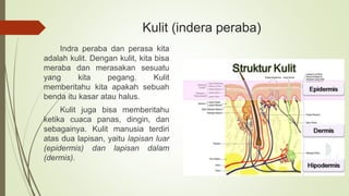 sSistem Indera Manusia | PPT