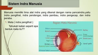 sSistem Indera Manusia | PPTX