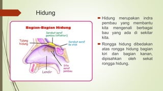 sSistem Indera Manusia | PPTX