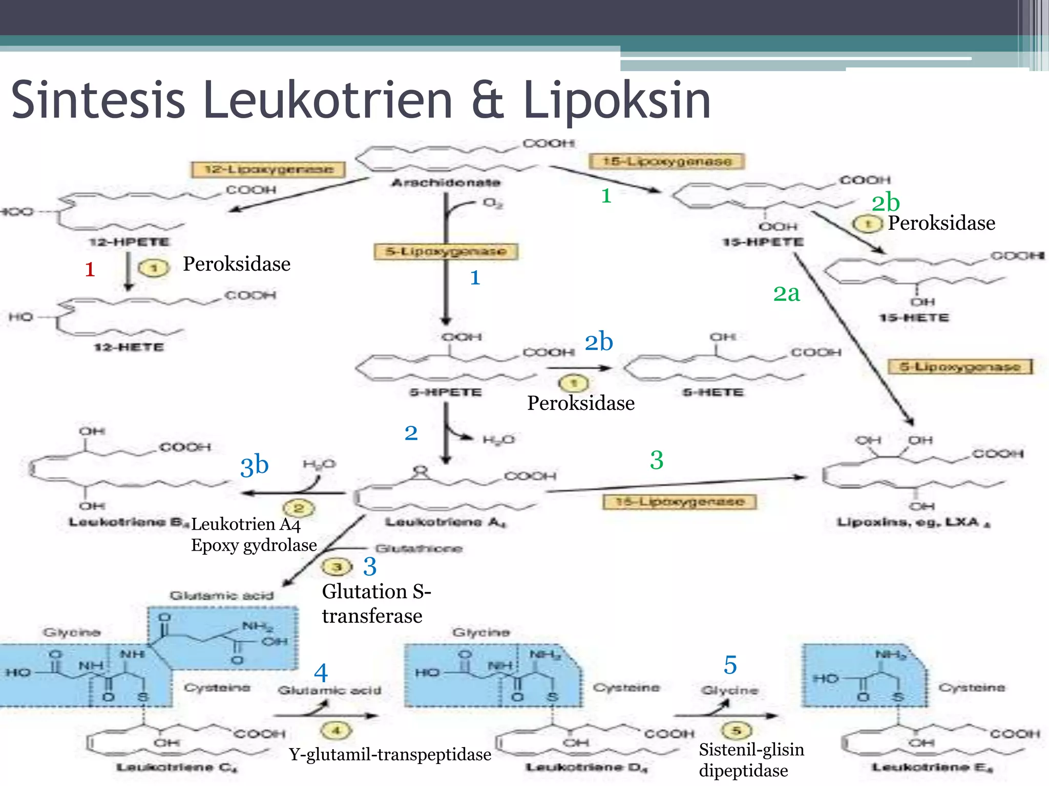 Biosintesis Eikosanoid | PPTX