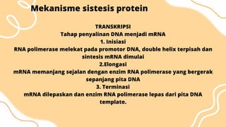 Ppt sintesis protein.kelompok 4._20230902_165602_0000.pptx