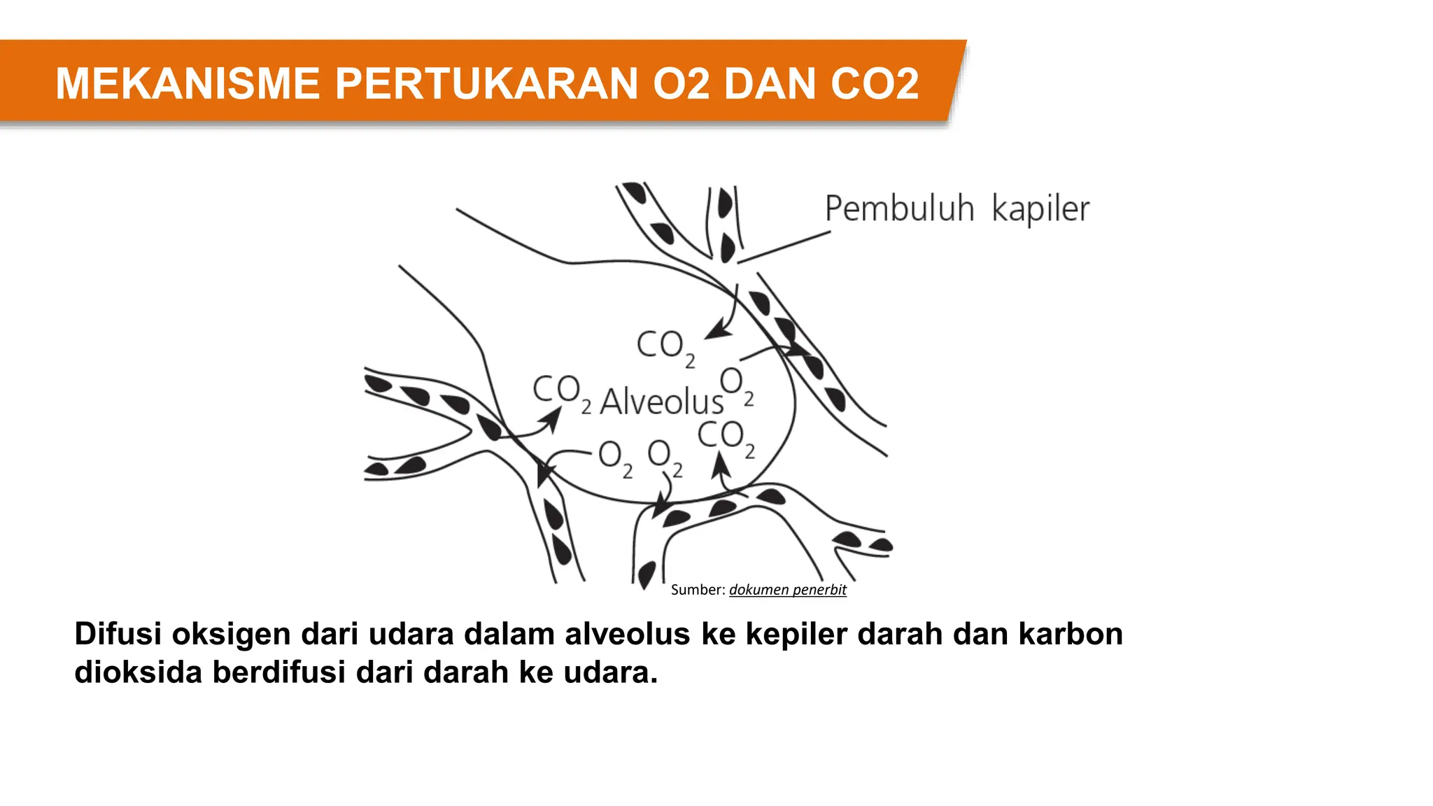 PPT SIST. PERNAPASAN Biologi kelas XI.pptx
