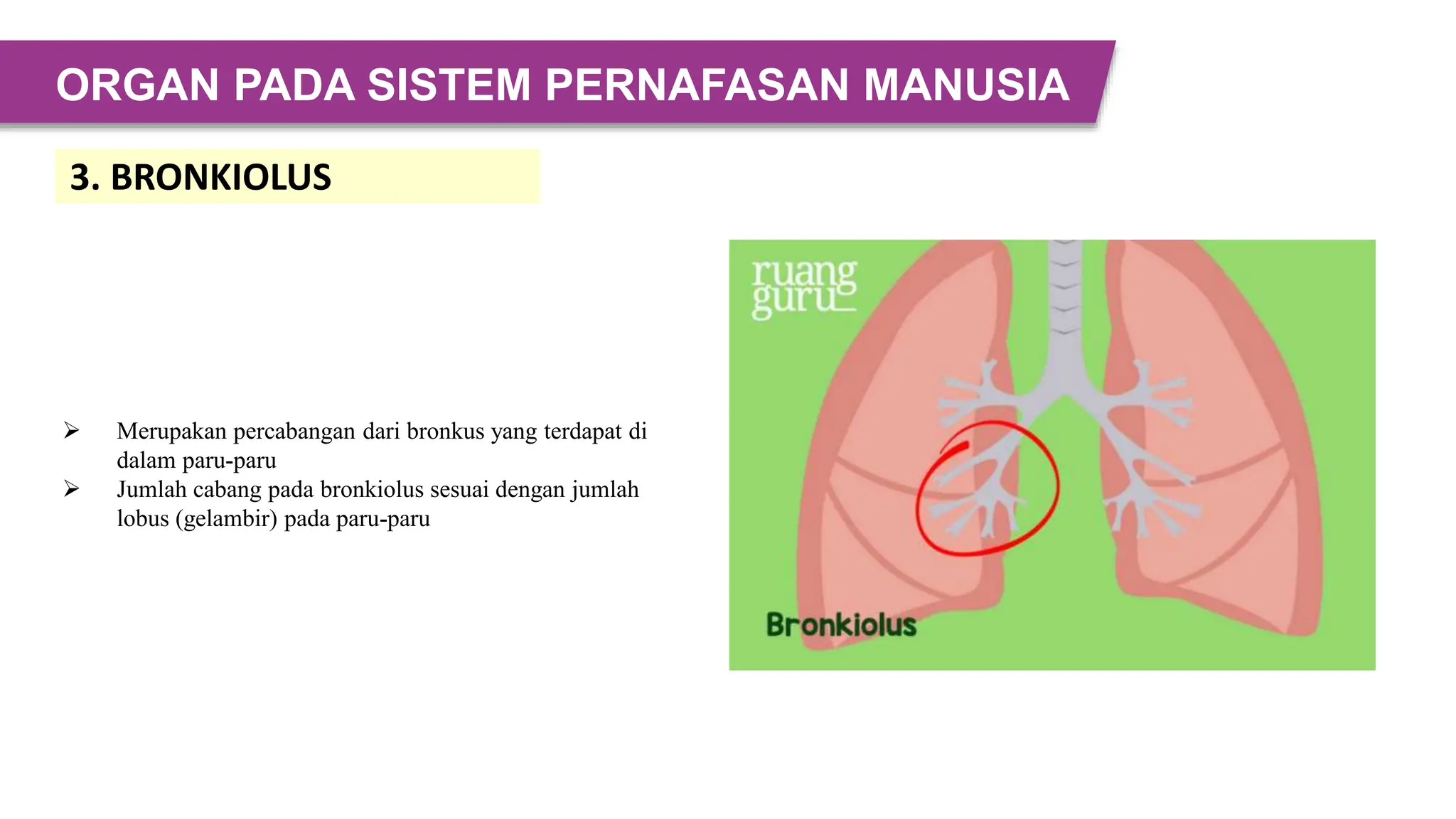 PPT SIST. PERNAPASAN Biologi kelas XI.pptx