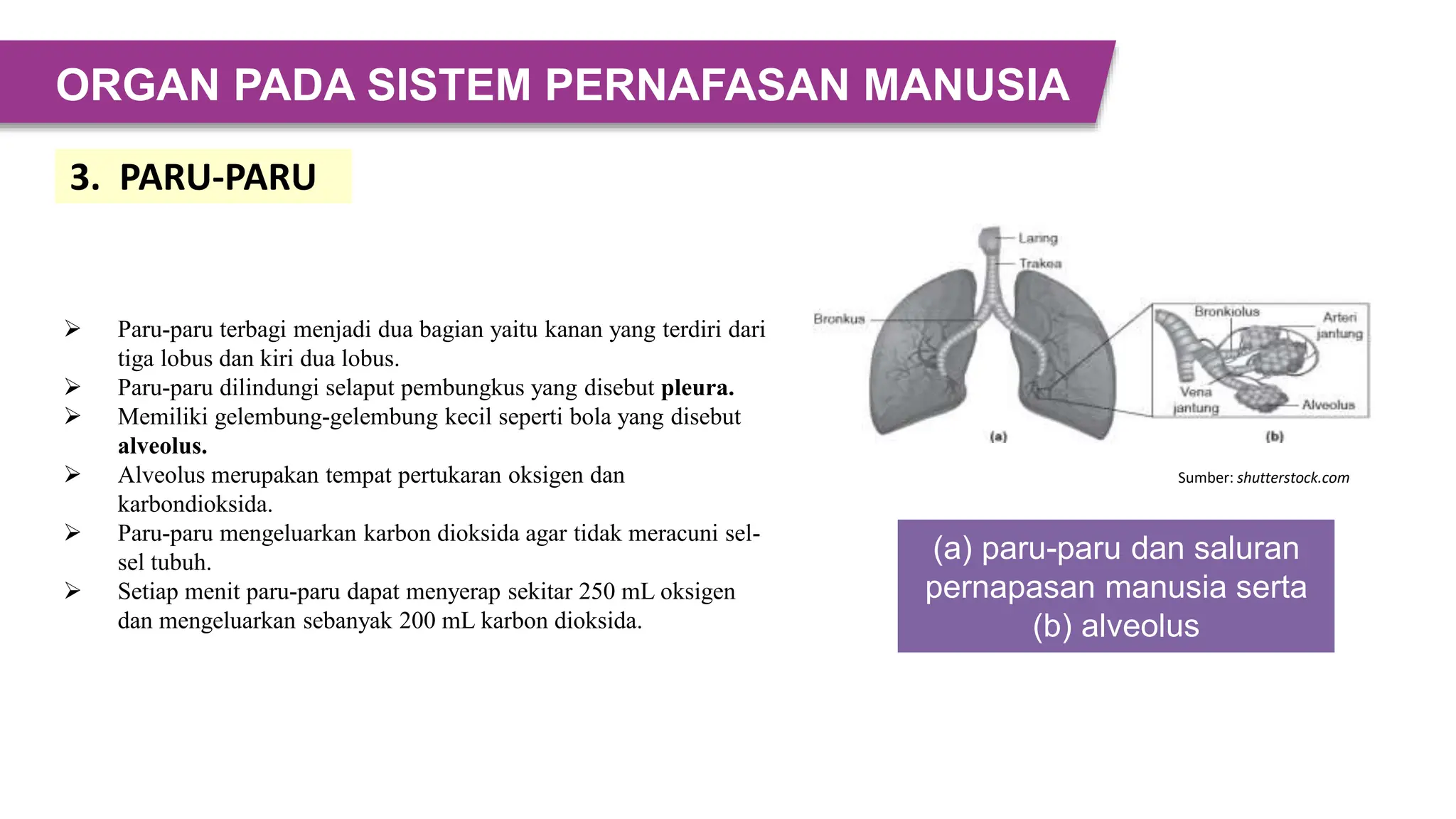PPT SIST. PERNAPASAN Biologi kelas XI.pptx
