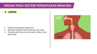 PPT SIST. PERNAPASAN Biologi kelas XI.pptx
