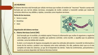 ppt SISTEMA NERVIOSO.pptx NIVEL PRIMARIA | PPTX