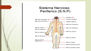 ppt SISTEMA NERVIOSO.pptx NIVEL PRIMARIA | PPTX