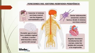 ppt SISTEMA NERVIOSO.pptx NIVEL PRIMARIA | PPTX