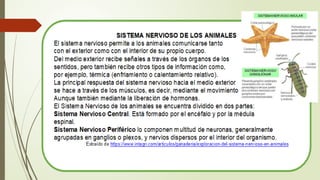 ppt SISTEMA NERVIOSO.pptx NIVEL PRIMARIA | PPTX