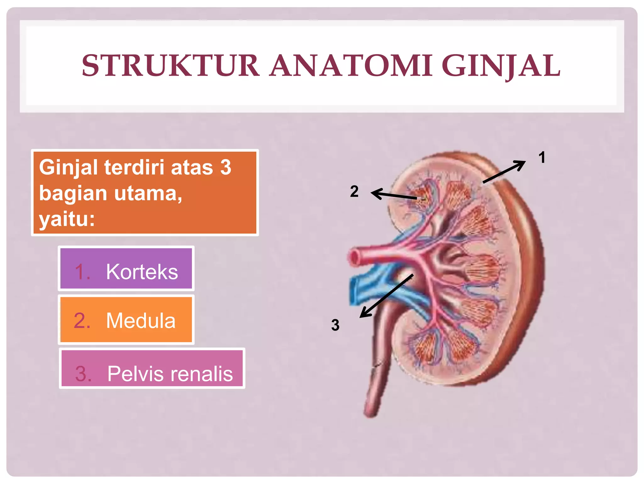Ppt sistem ekskresi | PPTX
