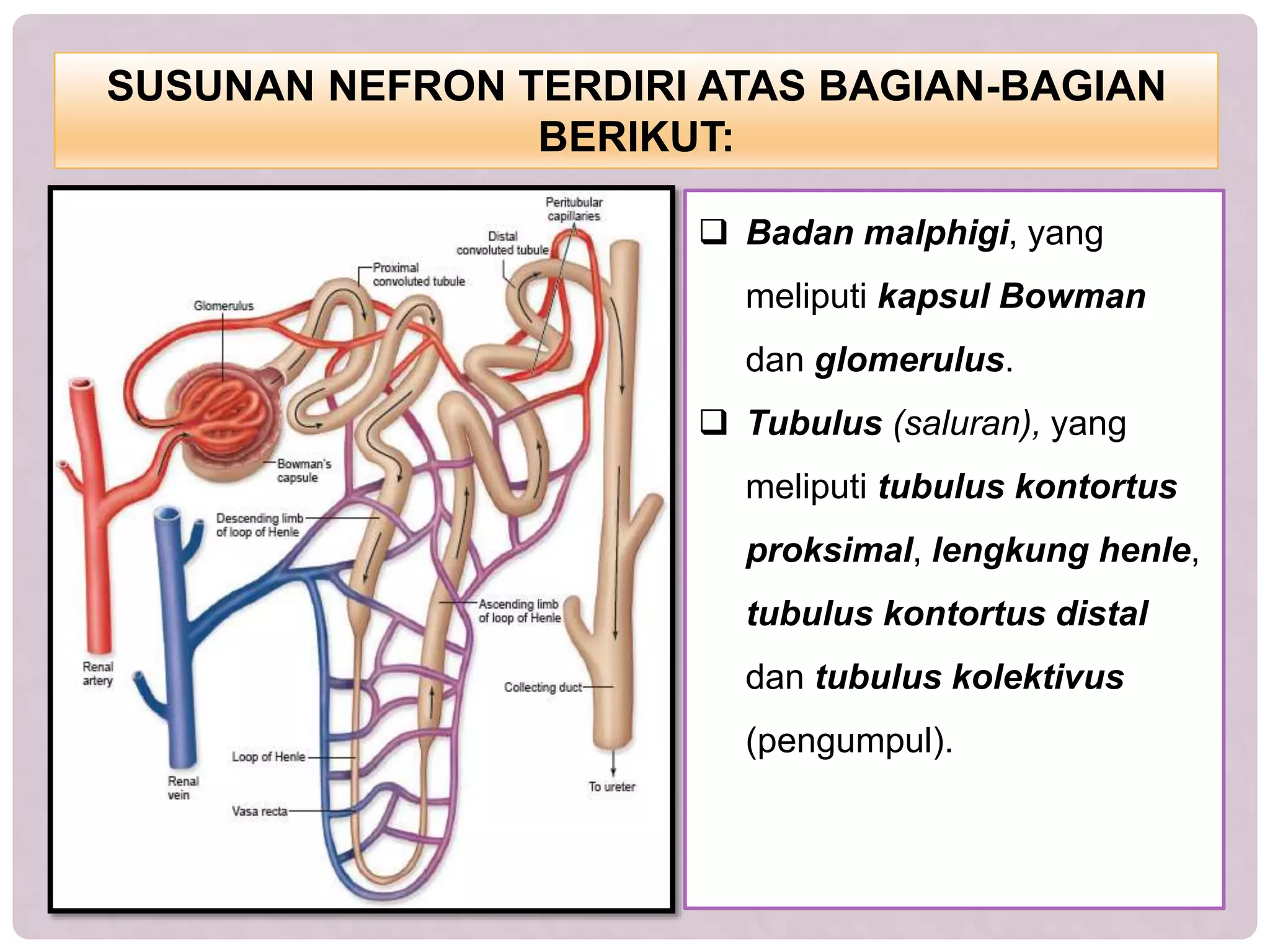 Ppt sistem ekskresi | PPTX