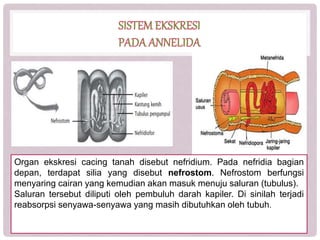 Ppt sistem ekskresi | PPTX