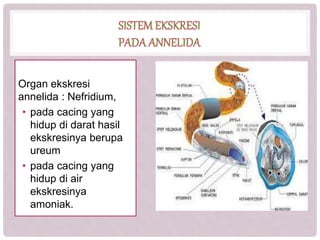 Ppt sistem ekskresi | PPTX