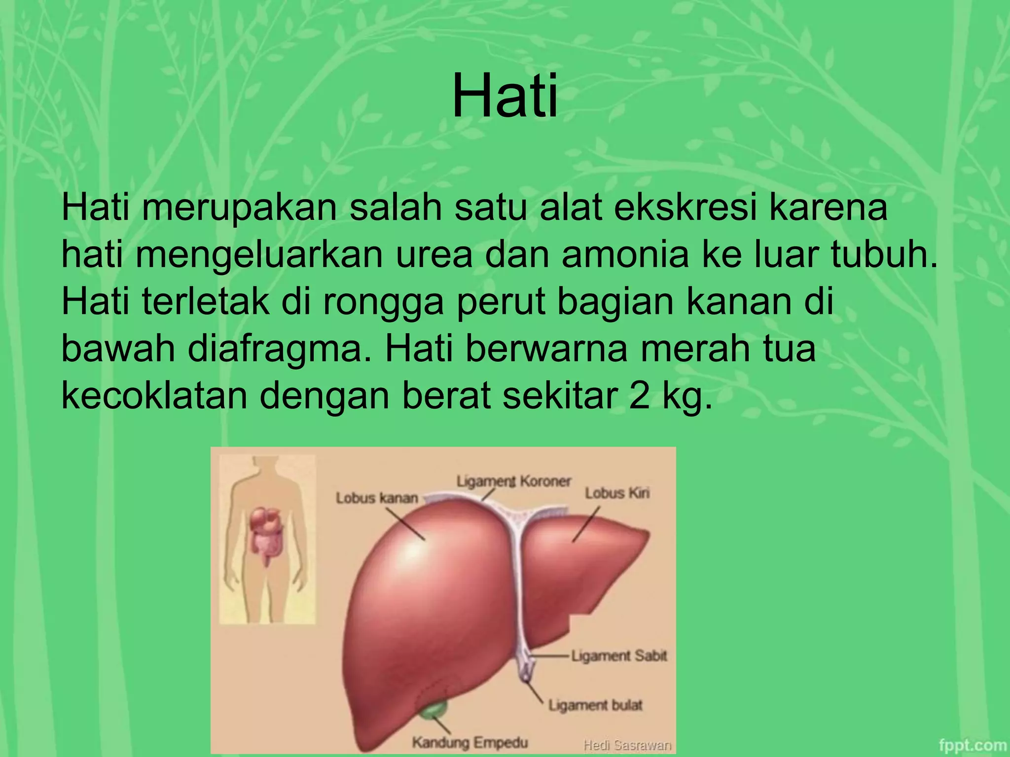 ppt sistem ekskresi.pptx