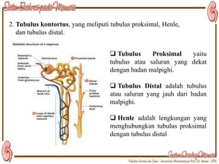 Sistem Ekskresi Ginjal Pada Manusia | PPTX