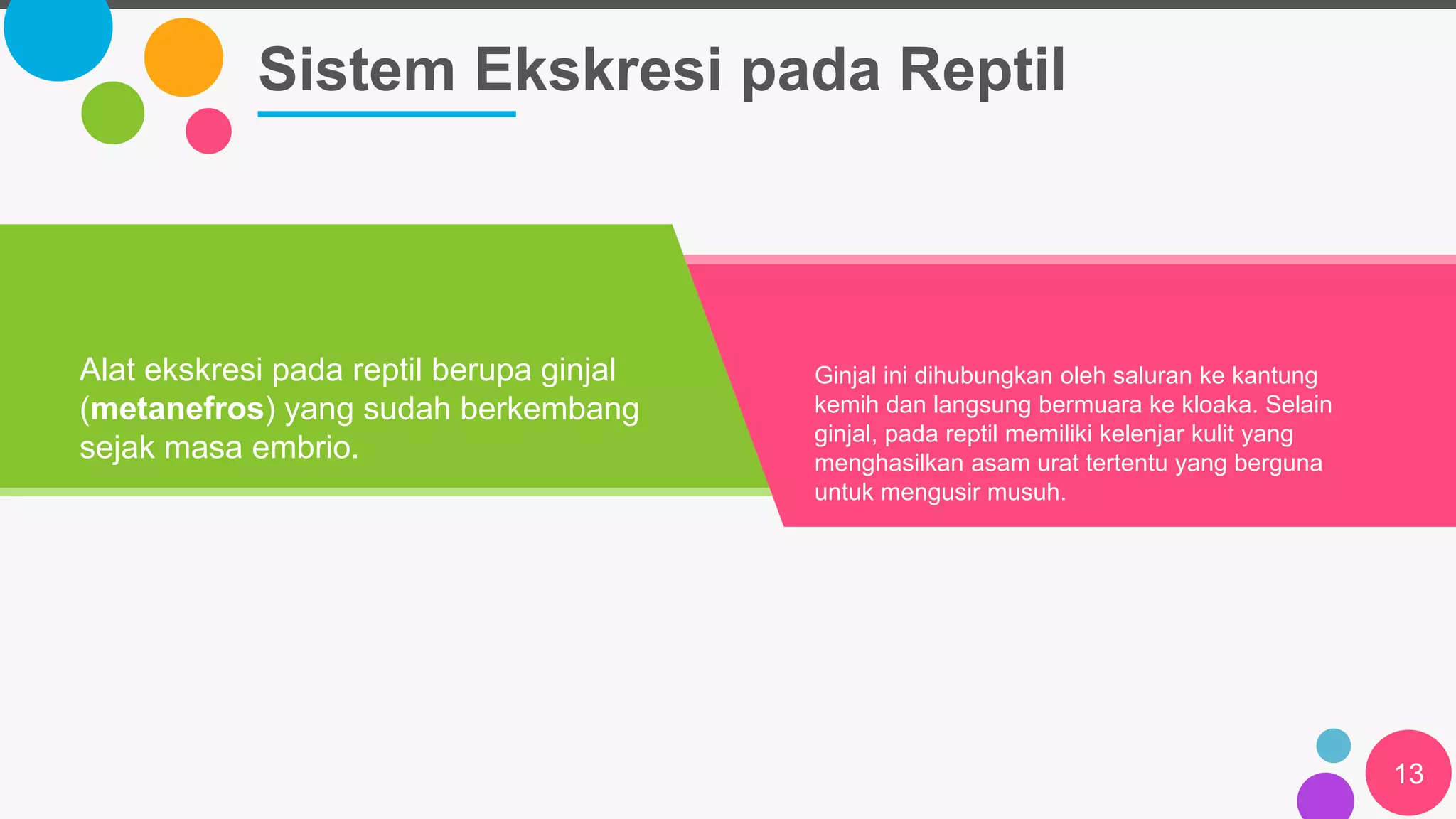 Ppt sistem ekskresi hewan | PPTX