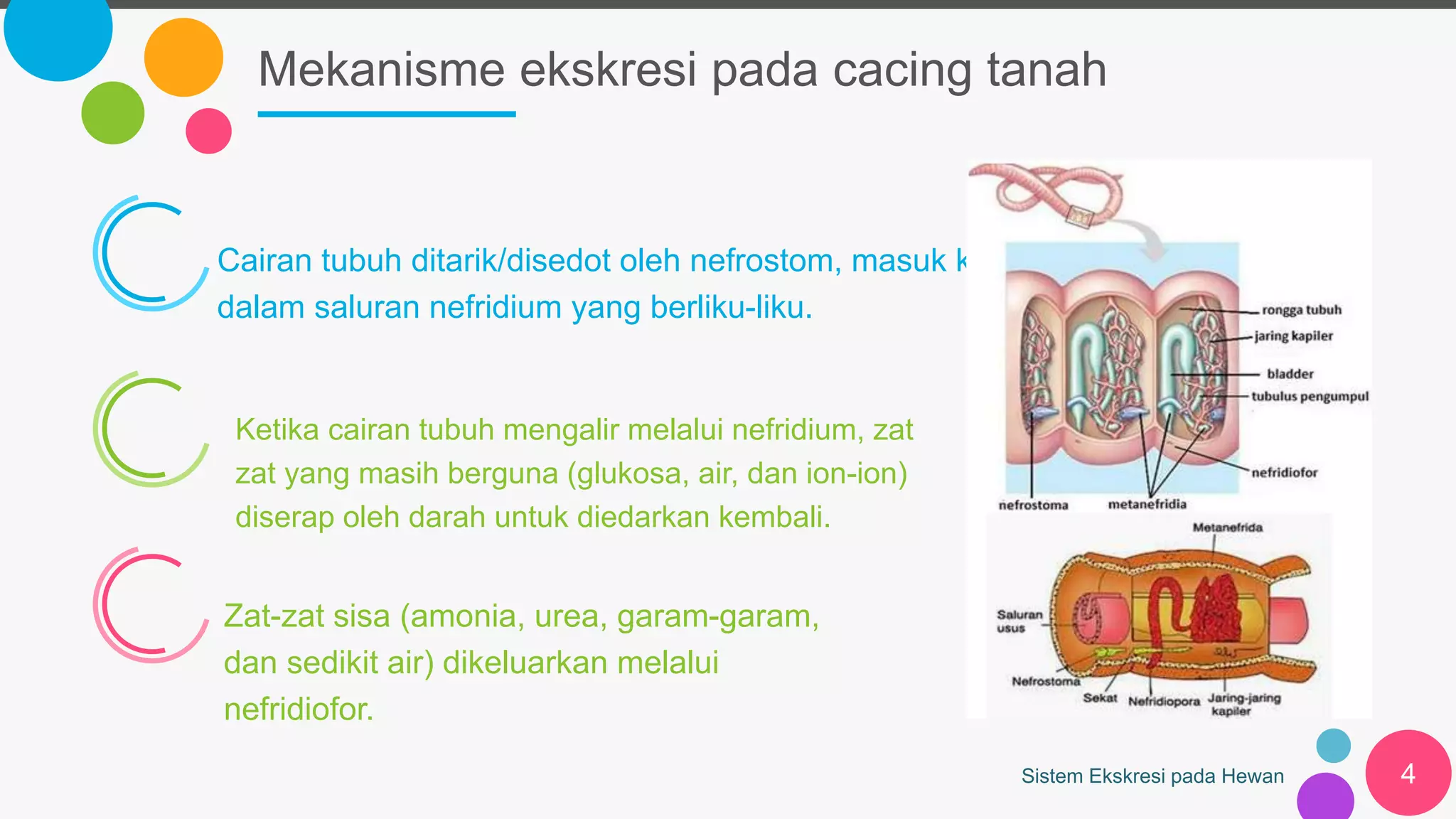 Ppt sistem ekskresi hewan | PPTX