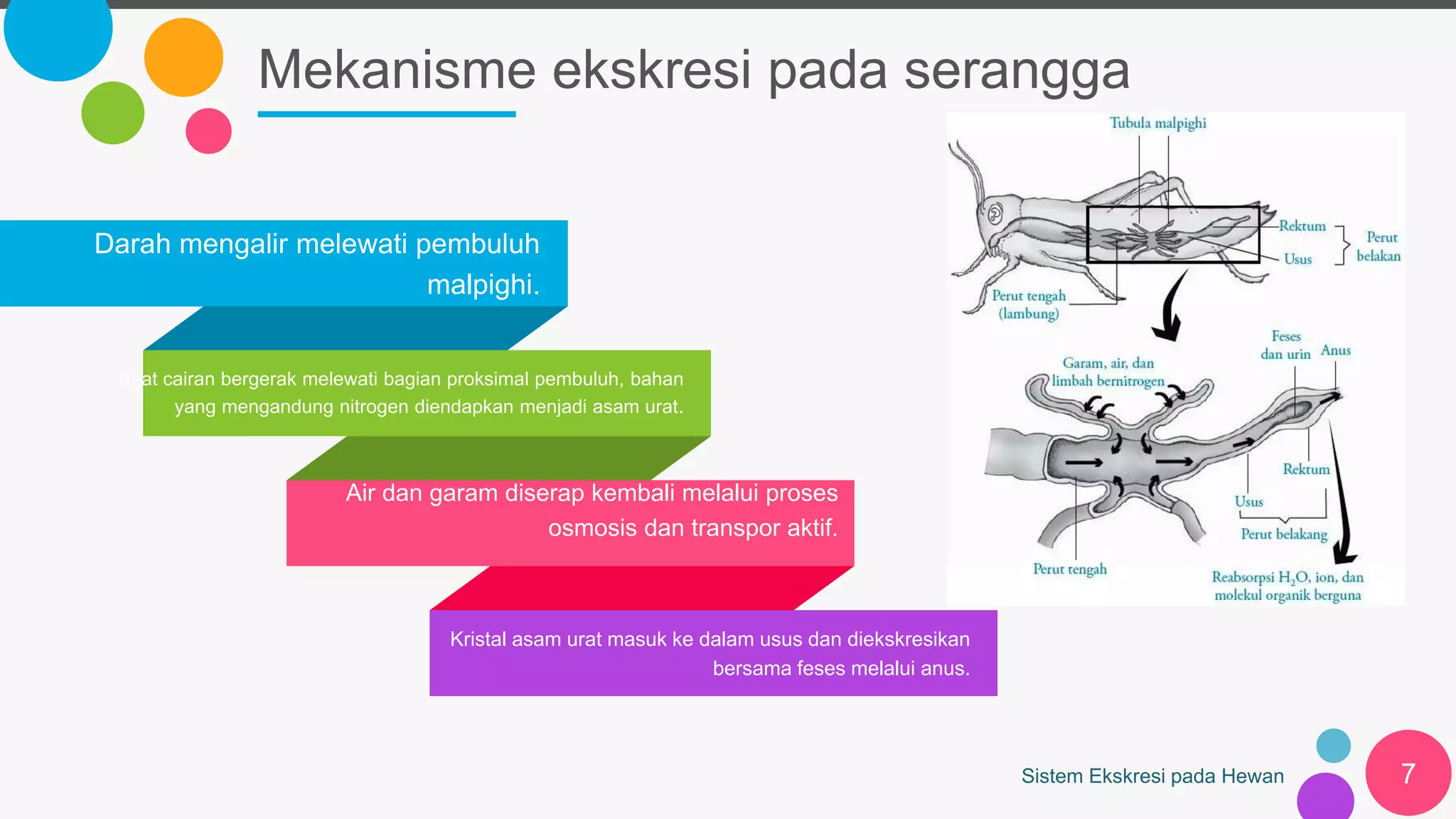 Ppt sistem ekskresi hewan | PPTX