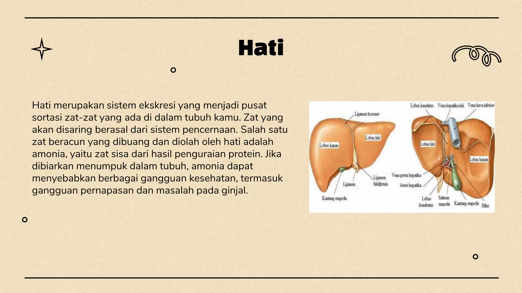 PPT SISTEM EKSKRESI PADA MANUSIA.pptx