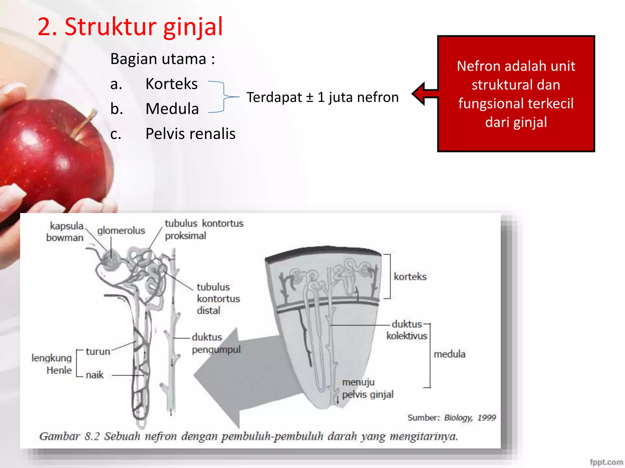 PPT_Sistem_ekskresi_SMA_lengkap.pptx