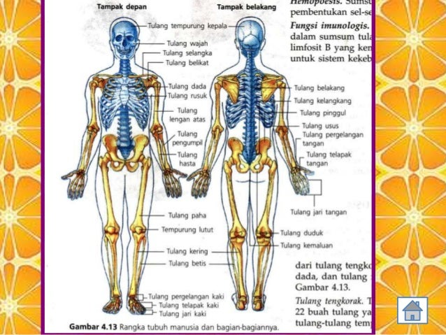 sistem gerak pada manusia