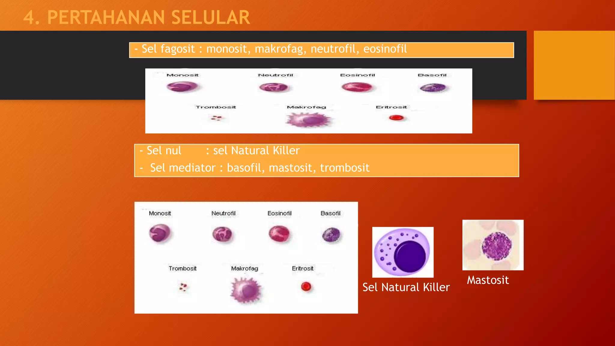 PPT Sistem Immun Innate dan Adaptive.pptx