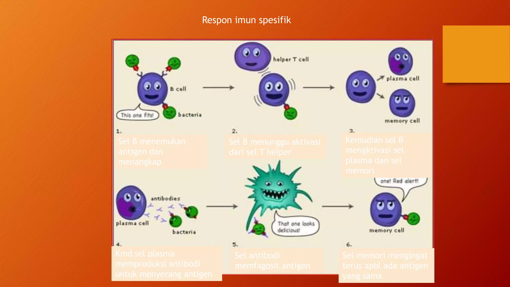 PPT Sistem Immun Innate dan Adaptive.pptx