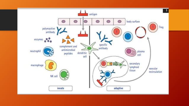 PPT Sistem Immun Innate dan Adaptive.pptx