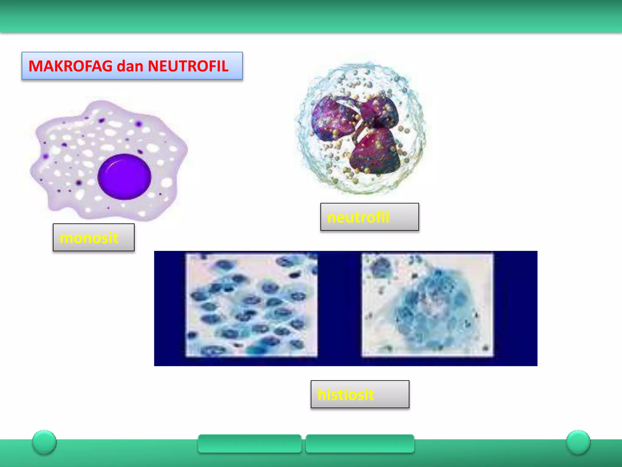 PPT SISTEM IMUNITAS.pptx