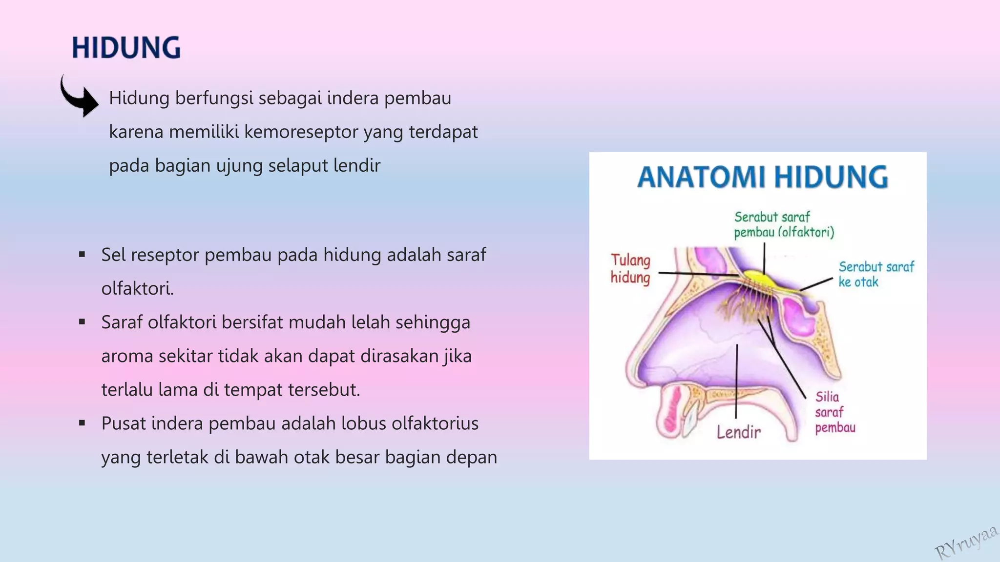PPT SISTEM INDERA | PPTX