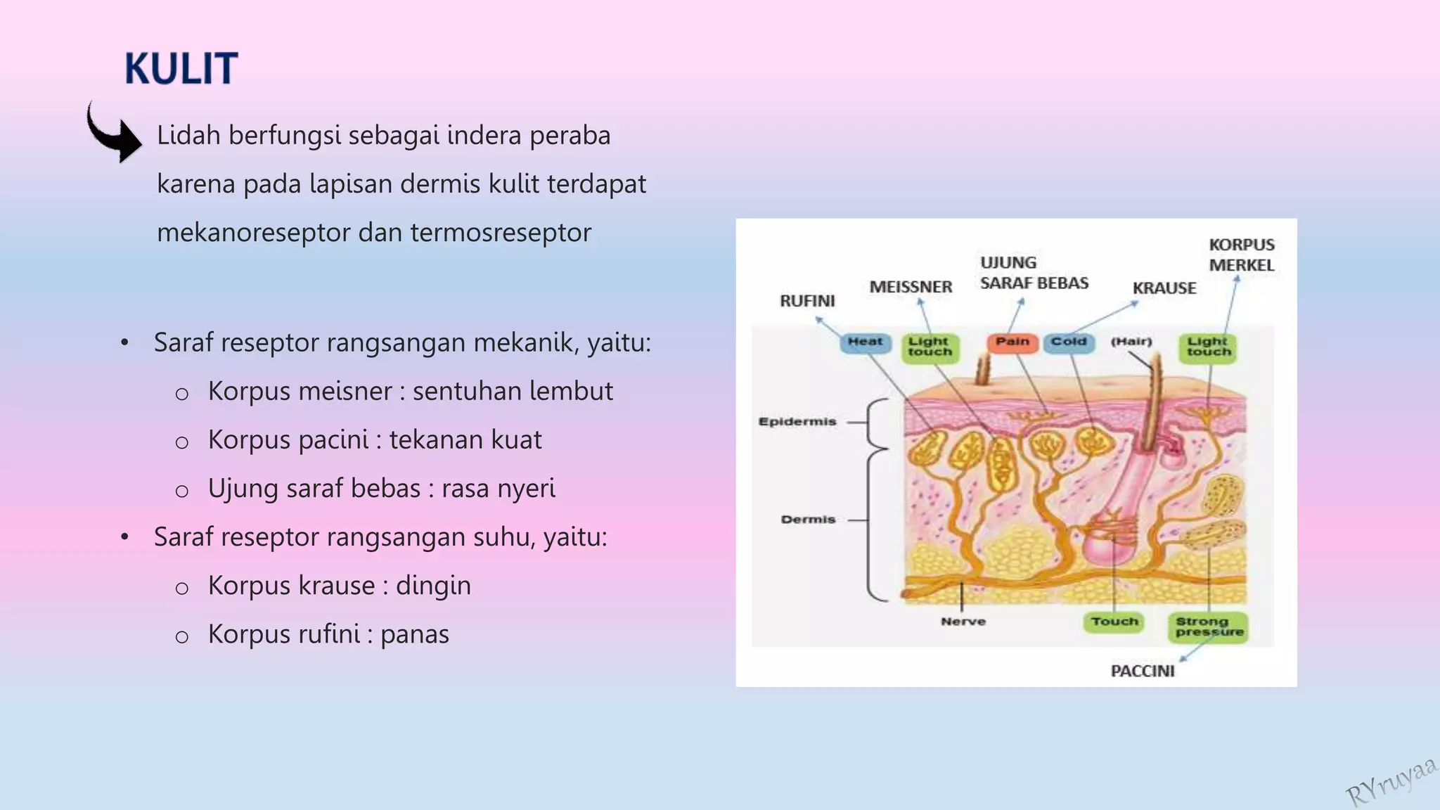 PPT SISTEM INDERA | PPTX