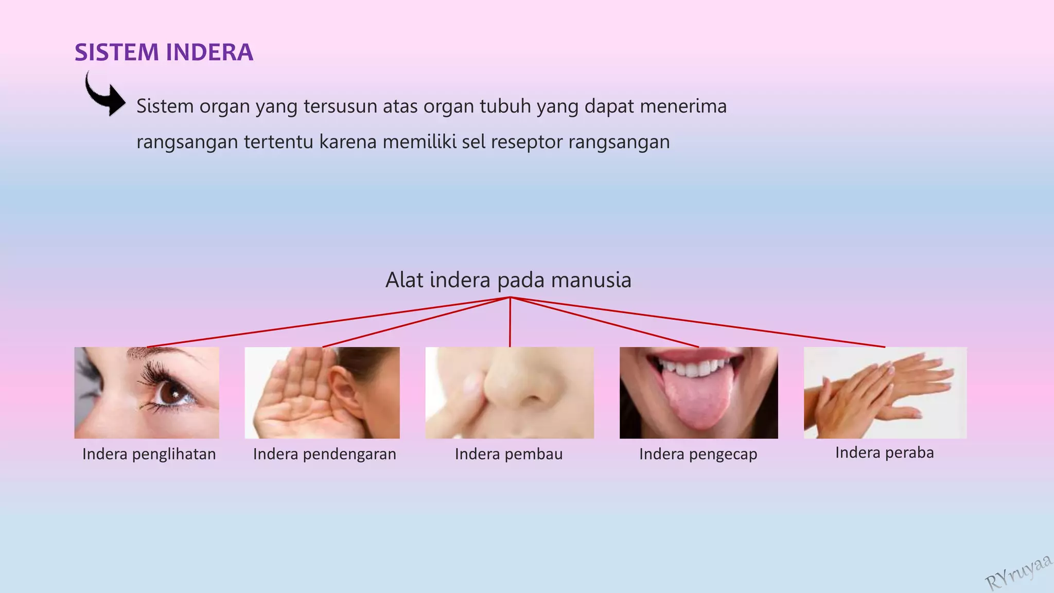 PPT SISTEM INDERA | PPTX