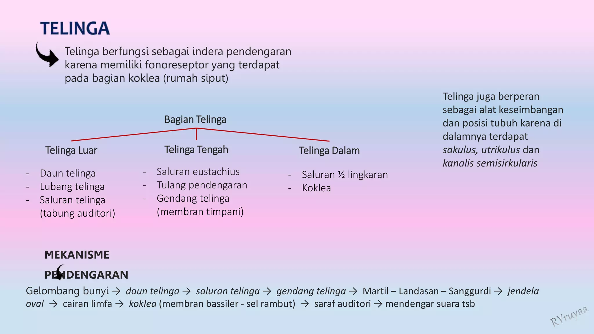 PPT SISTEM INDERA | PPTX