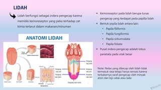PPT SISTEM INDERA | PPTX