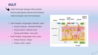 PPT SISTEM INDERA | PPTX