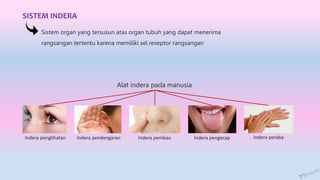 PPT SISTEM INDERA | PPTX