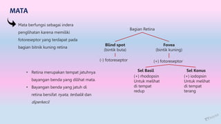 PPT SISTEM INDERA | PPTX