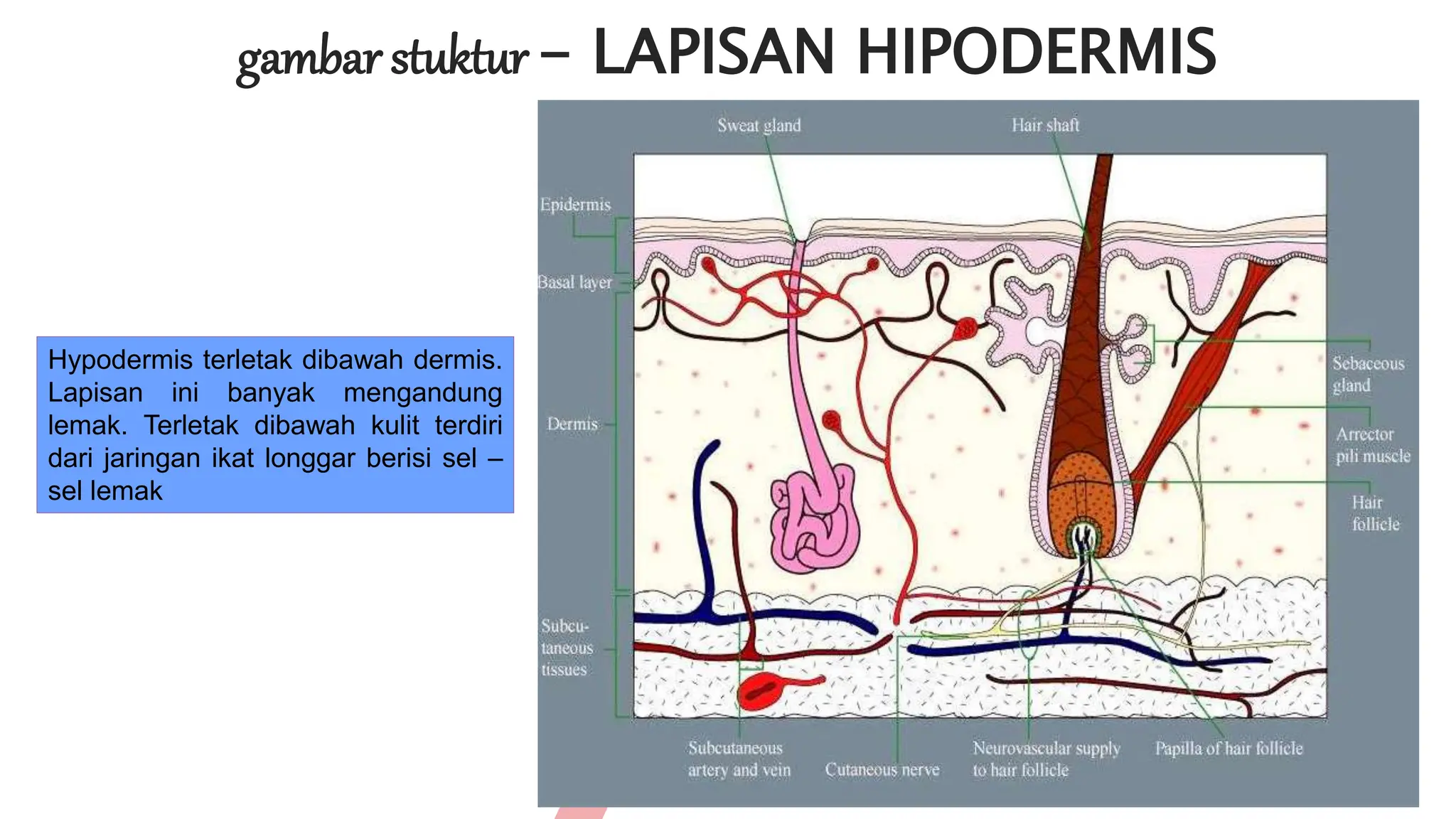 Power Point Materi Sistem Integumen.pptx